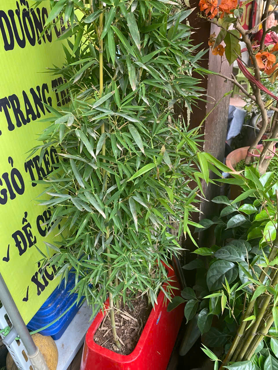 Cây Trúc Cảnh Khóm 5 Cây – TPOT